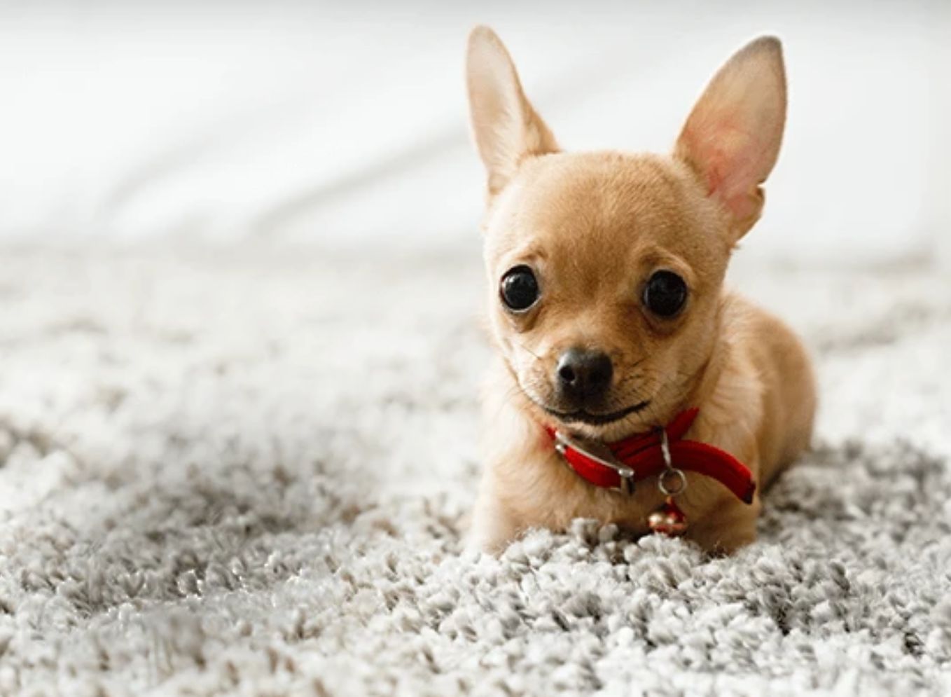 How To Clean Dog Pee From Rug